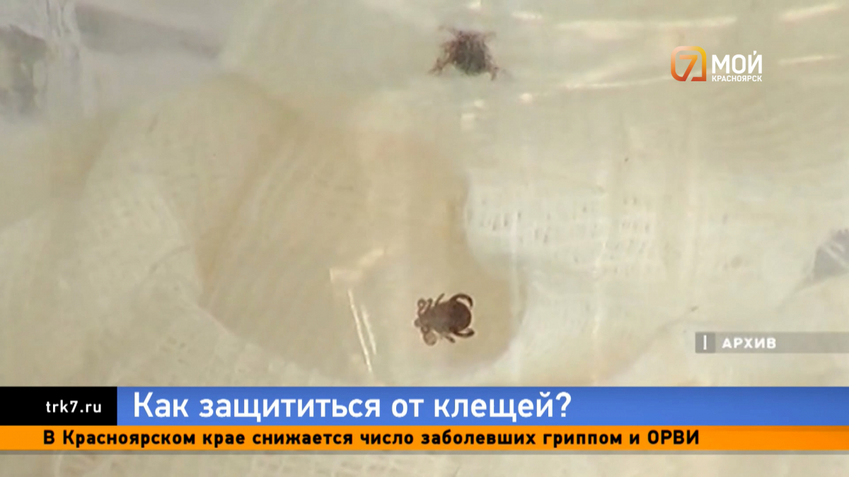 Как защититься от энцефалита и кто отвечает за чипированных собак ...